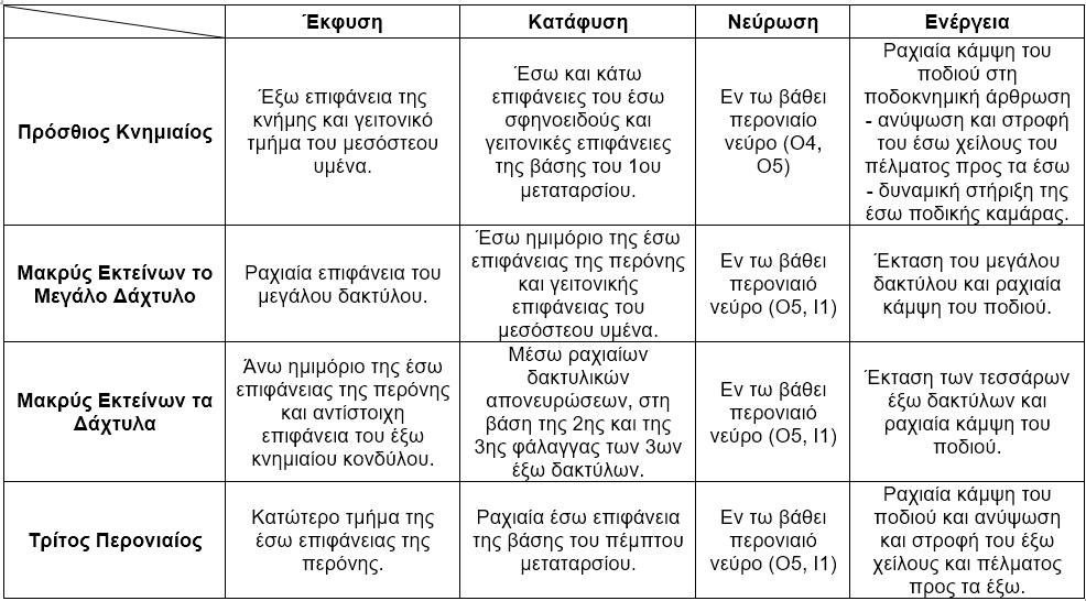 Ολική προσέγγιση της ανατομικής και εμβιομηχανικής του άκρου ποδός και ...