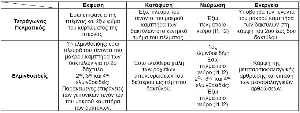 Ολική προσέγγιση της ανατομικής και εμβιομηχανικής του άκρου ποδός και ...