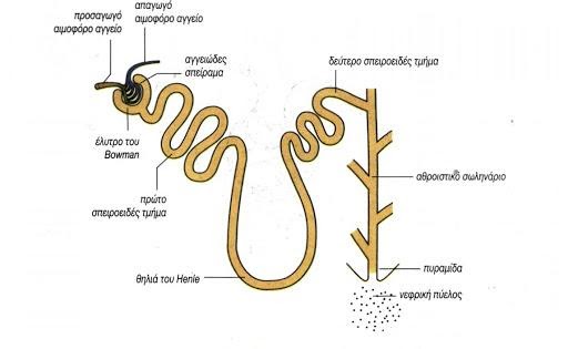 Νεφρική ανεπάρκεια: Όλα όσα πρέπει να γνωρίζεις - Truemed.gr